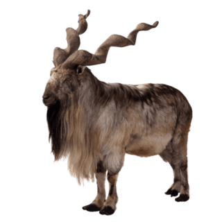Markhor Goat - 6S River Ranch